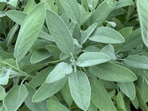 Sage Seeds Salvia Officinalis 200 Count Indoor Outdoor Herb Garden