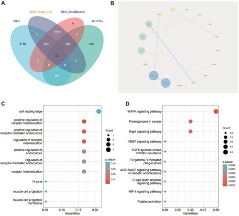 Unveiling Diabetic Nephropathy A Novel Diagnostic Model Through Single Cell Sequencing And Co