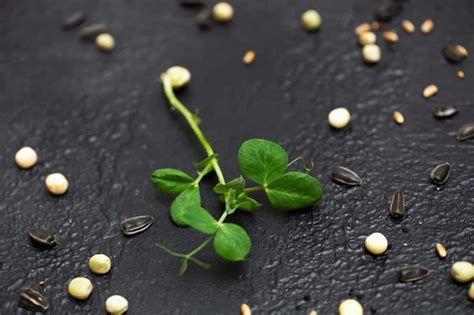 How Are Microgrids Contributing To Sustainable Energy Access In Remote Areas Conclavesf