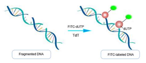 Tunel Apoptosis Kit Selection And Faqs