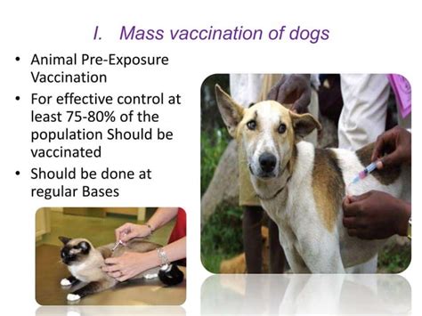 Rabies Prevention And Control Pptx