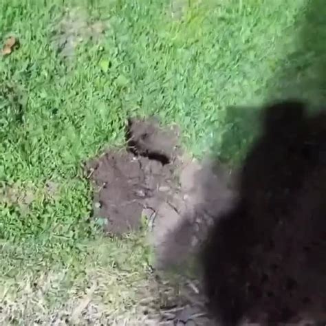 🇺🇸 🟦 Christine Frank 🟦 🇺🇸 On Linkedin Ok Say What ️ Caddy Shack Gopher Is Real‼️