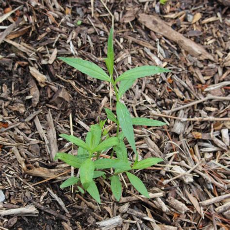 White Turtlehead Groundwork Illinois