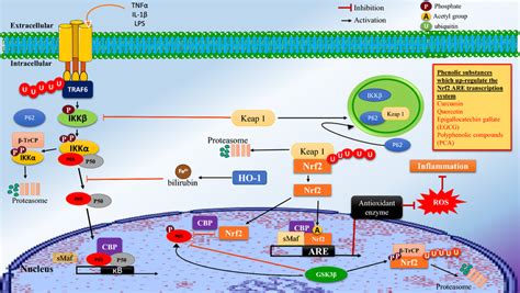 Llustrates The Cross Talk Between Nf кb And Nrf2 Response Pathway As Download Scientific