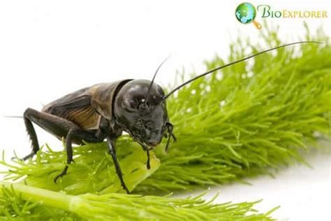 What Do Crickets Eat Cricket Diet By Types What Eats Crickets