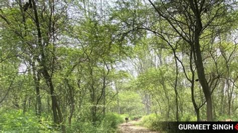 Centre Tweaks Norms On Tree Plantation Based Green Credits Ties It To