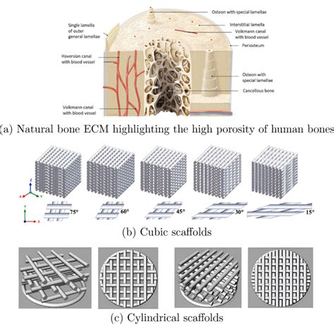 骨组织工程用聚乳酸和聚偏氟乙烯支架的几何和力学分析 Engineering With Computers X Mol