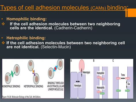 Cell Adhesion Molecules Pdf