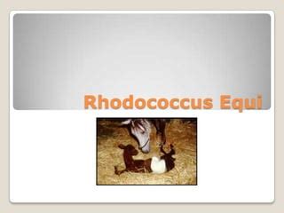 Rhodococcus Equi Ppt