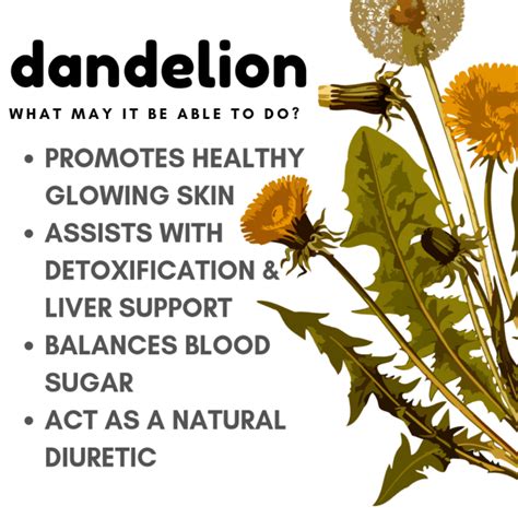 Dandelion Benefits And Uses Balanced Babe