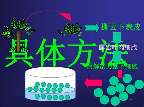 第五章 植物细胞培养技术第1 2节 课件 共57张ppt 《细胞工程》（高教版） 21世纪教育网 二一教育