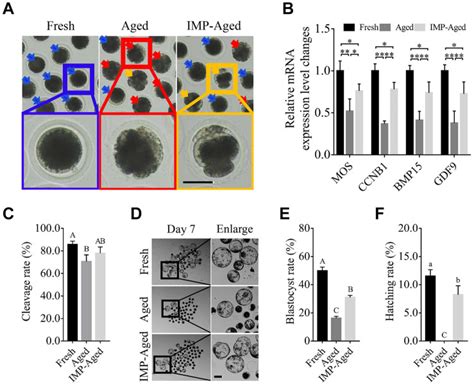 Imperatorin Ameliorates The Aging Associated Porcine Oocyte Meiotic Spindle Defects By Reducing