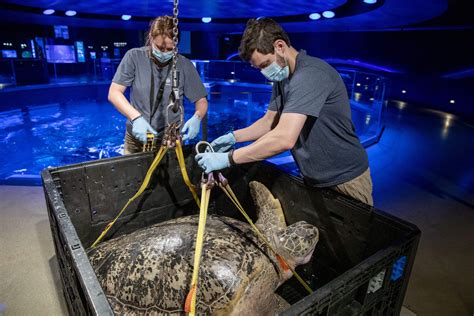 Myrtle The Turtle Celebrates 54 Years In Boston Wbur News