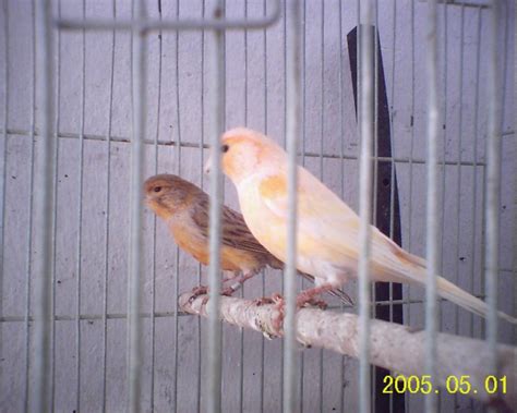 Canari De Couleur