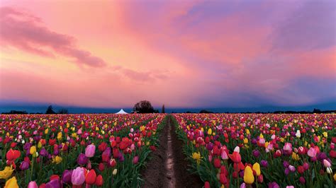 Sunrise Over Wooden Shoe Tulip Farm In Woodburn Oregon Usa Windows
