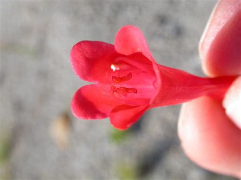 Firecracker Penstemon Penstemon Eatonii Western Forbs