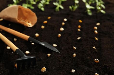 Premium Photo Gardening Tools Corn Seeds And Vegetable Seedlings In Fertile Soil Closeup Space