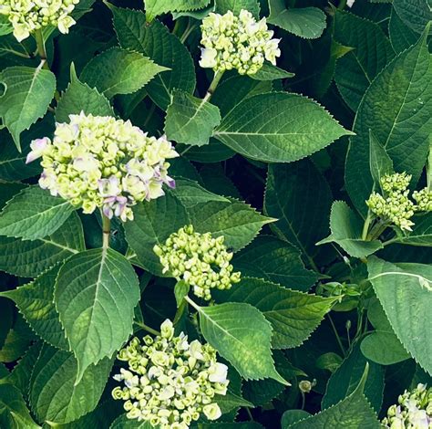 六月の花 今日はひとりごと独り言ハチ