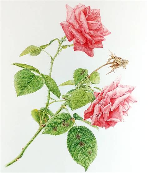 Botanical Art Class Space Lim Artwork