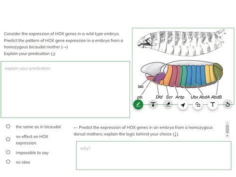 Answered Consider The Expression Of Hox Genes In Bartleby