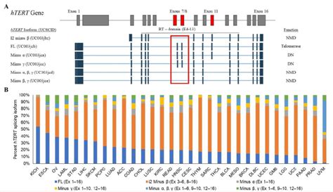 Common Htert Gene Isoforms And Prevalence Observed Across 31 Tumor