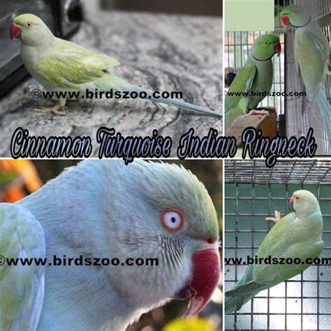 Cinnamon Turquoise Indian Ringneck More Birds Ringneck 105 Ringneck