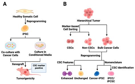 Interconversion Of Cancer Cells And Induced Pluripotent Stem Cells