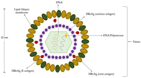 Hepatitis B Virus Diagram
