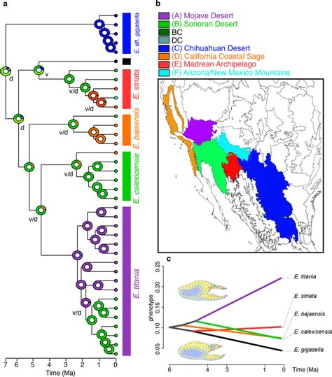 Historical Biogeography Of The Camel Spider Genus Eremocosta Ancestral Download Scientific