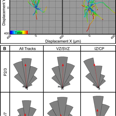 cortical plate directed radial migration of ferret neurons decreases
