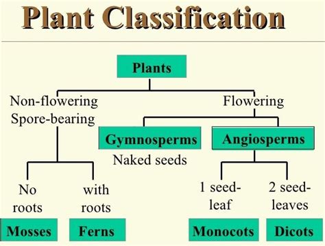 Classification Of Plants Flowering And Nonflowering
