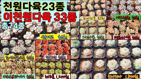 💗1월26일 대소다육 💗천원다육23종이천원다육33종부터 74종 착한가격의아이들 만나보세요 천원의행복이천원의행복착한가격다육다육이다육이키우기다육이분갈이