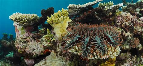 6 Reasons Why Is The Great Barrier Reef Important