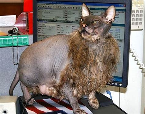 Is This The Worlds Ugliest Cat Mirror Online