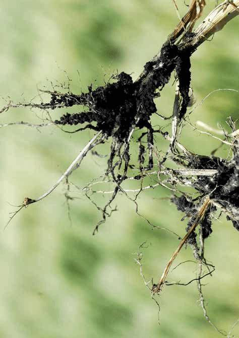 Common Root Rot Ut Crops Disease Field Guide
