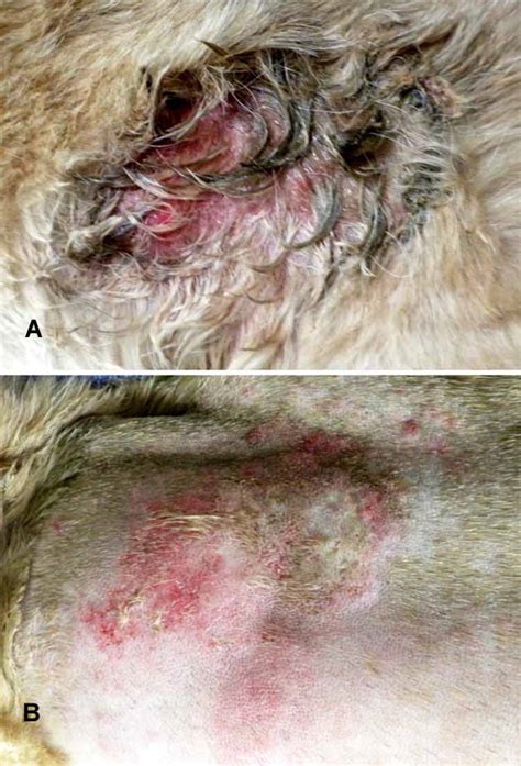 Pustular Dermatitis Dogs