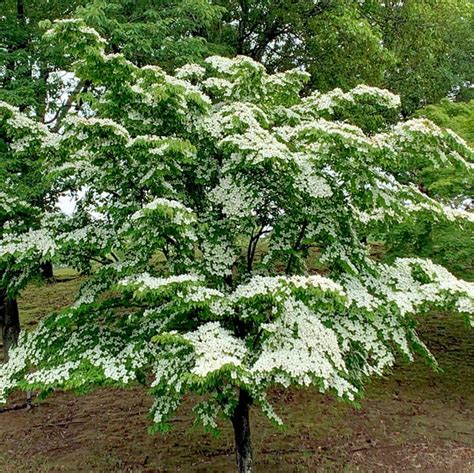 Dwarf Dogwood Tree