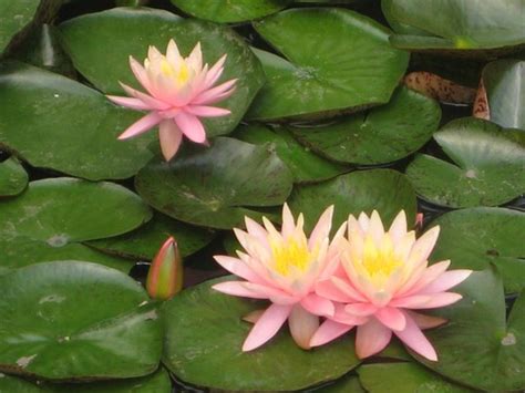 Plant Identification Guide Flashcards Quizlet