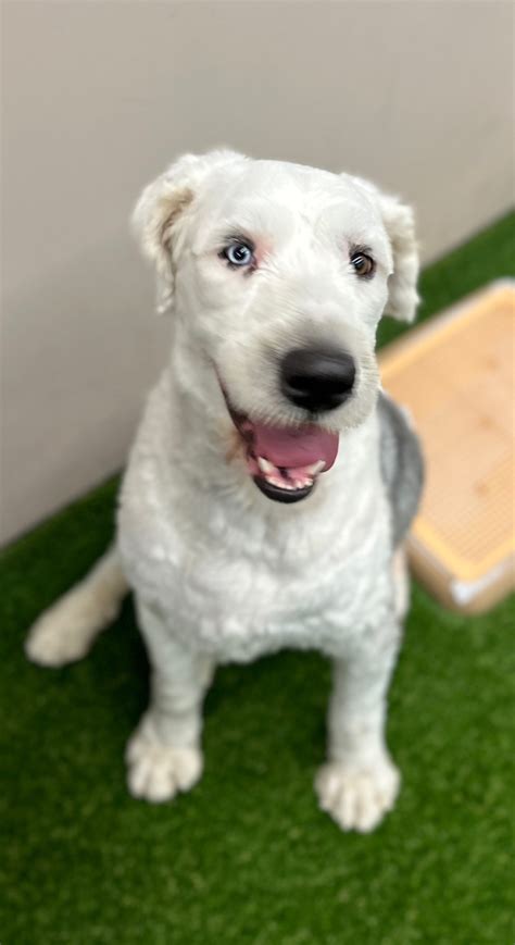 잉글리쉬 쉽독 곰이 강아지 책임분양 강아지무료분양 고양이무료분양 유기견입양 아이조아요양보호소