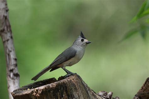 Bird Ornithology Tufted Titmouse Free Photo On Pixabay