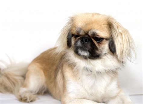 Japanese Pekingese