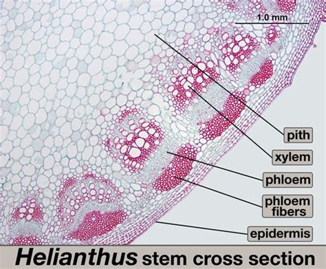 Coleus Stem Tip Diagram