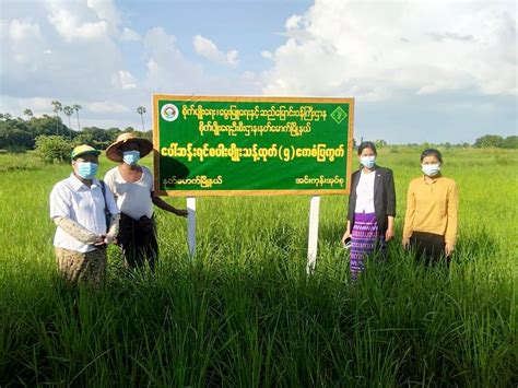 နတ်မောက်မြို့နယ် အင်းကုန်းကျေးရွာတွင် စိုက်ပျိုးထားသော ပေါ်စန်းရင်စပါး မျိုးသန့်ထုတ် ၅ ဧက စံပြက