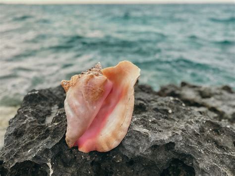 Fascinating Facts About Queen Conch Shells — ≋ Life In Shades Of Blue ≋