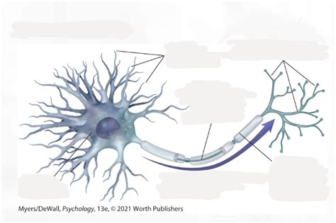 Neurons Structure Ap Psychology Unit 1 Diagram Quizlet