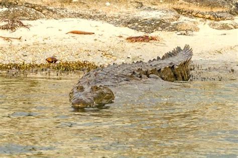 Riviera Maya To Nichupte Lagoon Private Crocodile Tour 2024 Cancun