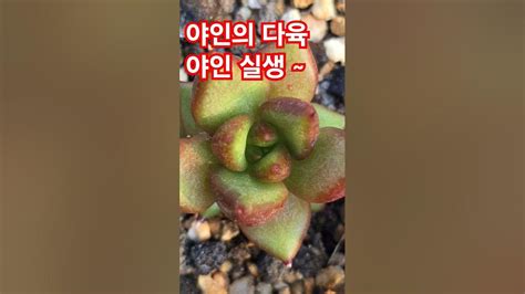 토요일 오늘도 화이팅 입니다 ~ 이찬원 파종이 실생 다육 다유기 다육이 다육식물 반려식물 다육판매 다육이판매