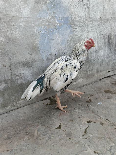 Aseel Lasani Chena Hens 1110026465