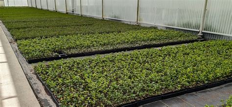 Home Gerd Schneider Nursery