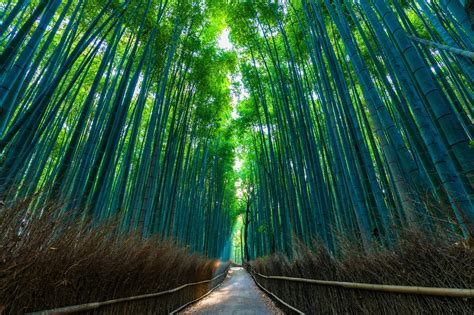 自然の画像